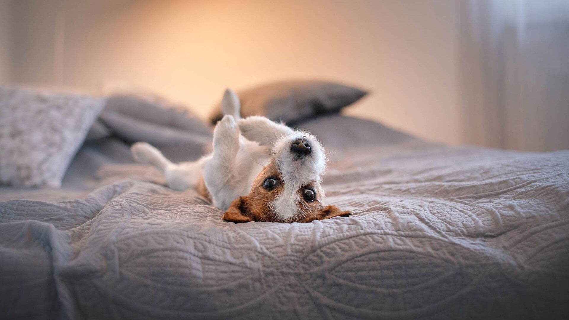 HUNTER PET MOTEL | The Vintage Holiday Houses