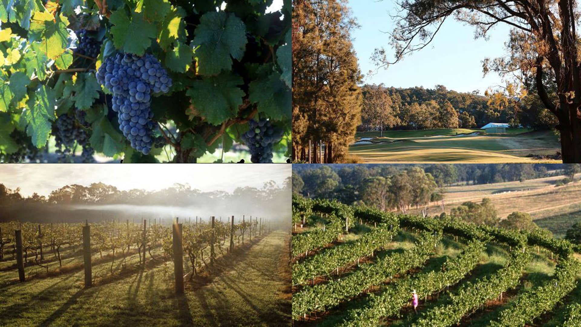 The Best Time to Visit Hunter Valley? | The Vintage Holiday Houses